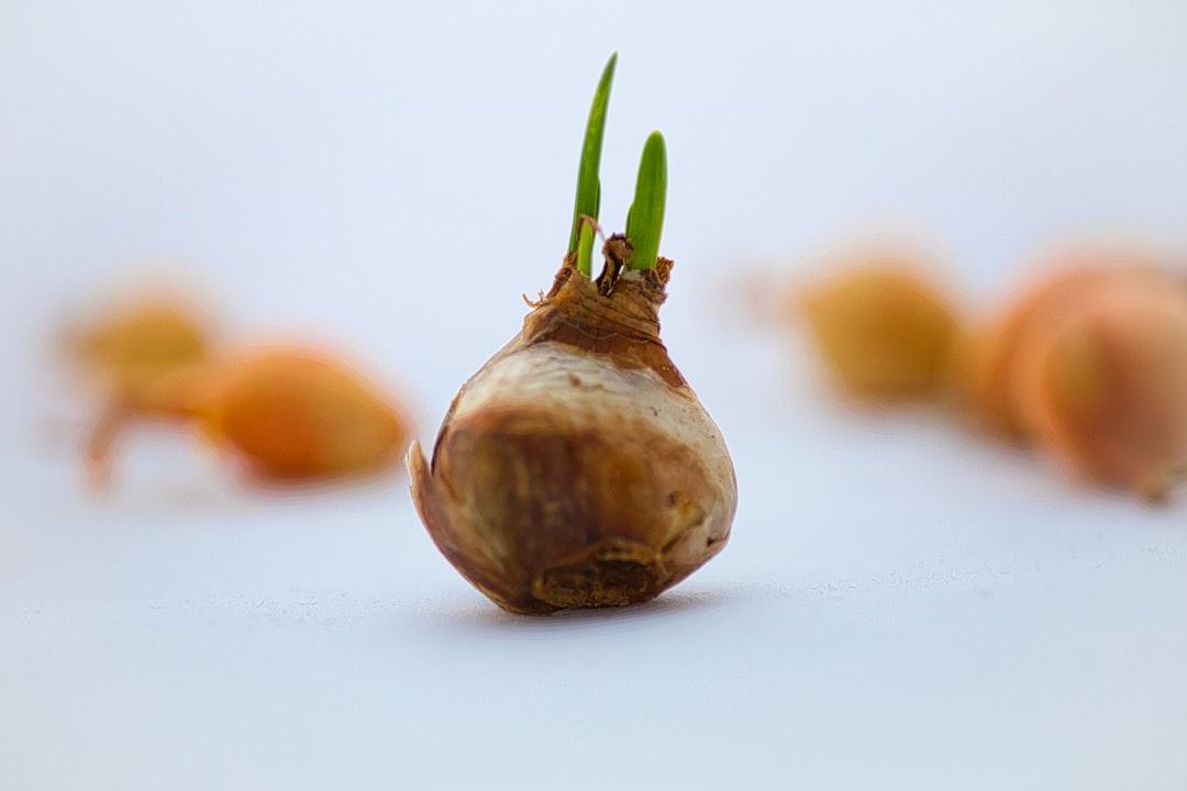 Frühlingsblumenzwiebeln - Wissen, Merkmale, Pflege & Tipps - Natur Allianz